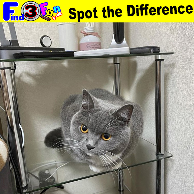 Cat-051-2 meru_meru_1103様【めるちゃん】 | Find3Fun